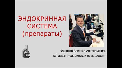 ЭНДОКРИННАЯ СИСТЕМА (ГИСТОЛОГИЧЕСКИЕ ПРЕПАРАТЫ) - YouTube