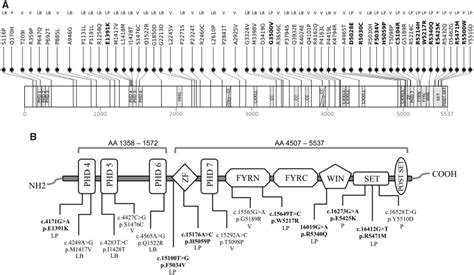 Dissecting Kmt2d Missense Mutations In Kabuki Syndrome Patients Pmc