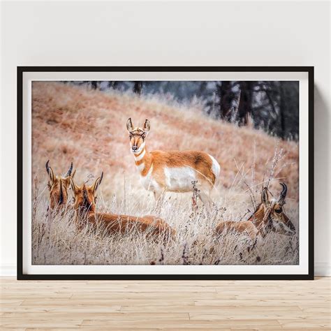 Pronghorn Antelope In Custer State Park South Dakota Wildlife