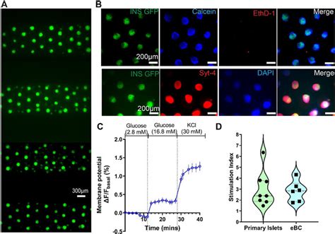 Culture And Characterization Of Functional Ebcs In Mps A Multiplexed Download Scientific