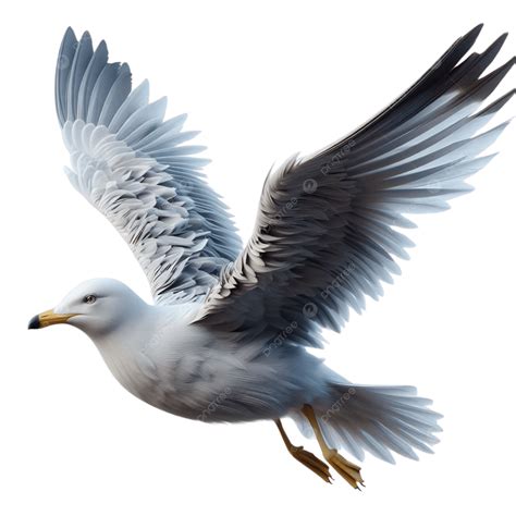 Realistic Seagull Ai Generate Realistic Seagull Seagull Birds Png