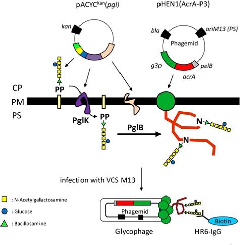 Figure 1 From The Escherichia Coli Glycophage Display System