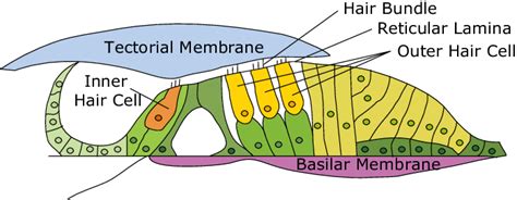 Organ Of Corti Basilar Membrane