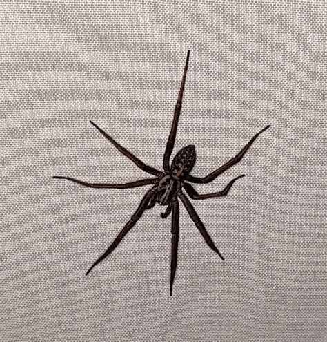 Can Anyone Identify This Spider Live In The UK R Spiders