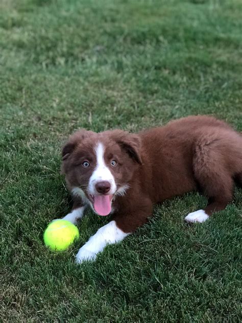 Heres Zoey My 9 Week Old Border Collie R Bordercollie