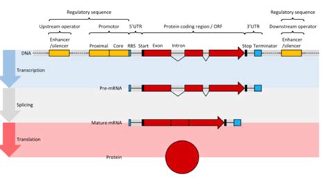 Lecture RNA Seq Analysis Flashcards Quizlet