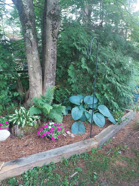 Shade Gardens Rgardening