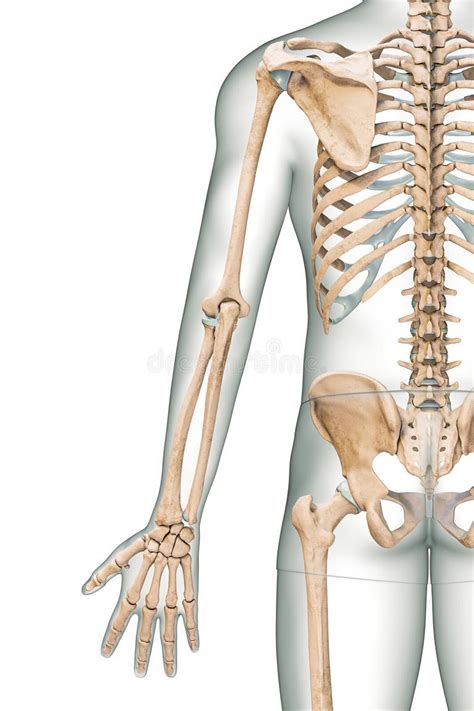 Contours Posterior Stock Illustrations 21 Contours Posterior Stock