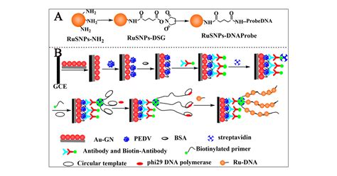 Versatile Electrochemiluminescence Assays For Pedv Antibody Based On Rolling Circle