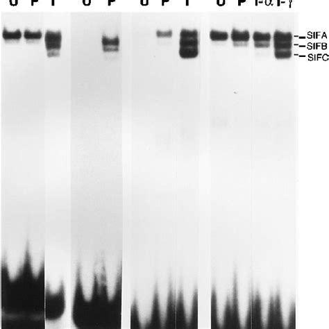 Constitutive Dna Binding Of Stat3 In V Src Transformed Cell Lines