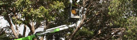 Palm Tree Removal Adelaide Tree Lopping Adelaide