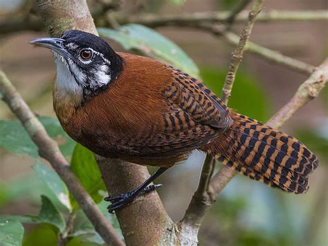 Sex Differences And The Brain Examples From Non Mammalian Vertebrates