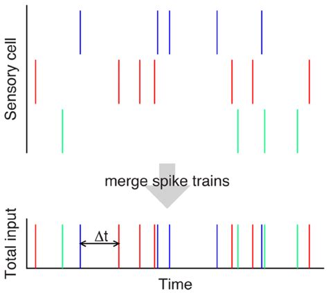 aggregation of input spikes into the spike train seen by the decoding