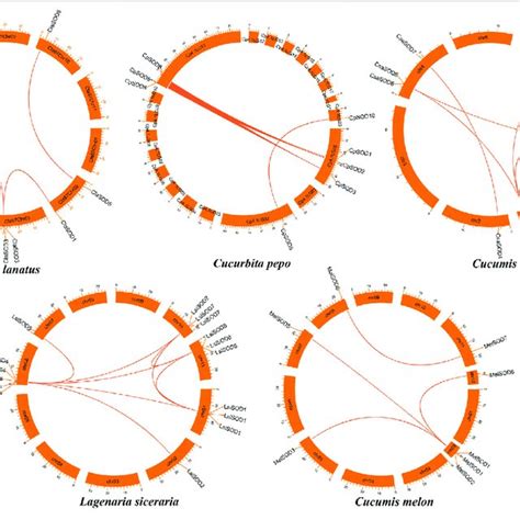 Chromosomal Localization And Duplication Events Of Five Cucurbitaceae