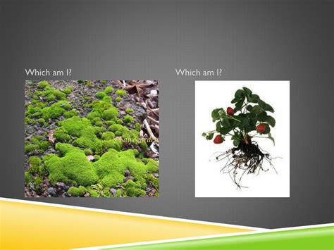 PPT What Are The Differences Between Vascular And Non Vascular Plants PowerPoint Presentation