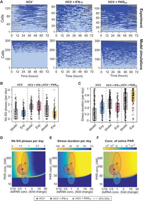 Stochastic Mathematical Model Of The Isr Recapitulates Hcv Induced Sg Download Scientific Stochastic Mathematical Model Of The Isr Recapitulates Hcv Induced Sg Download Scientific