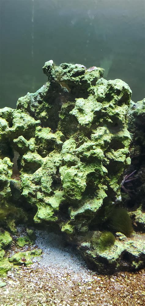 Green Coralline Algae The Wild World Of Coral Fluorescence Columbia
