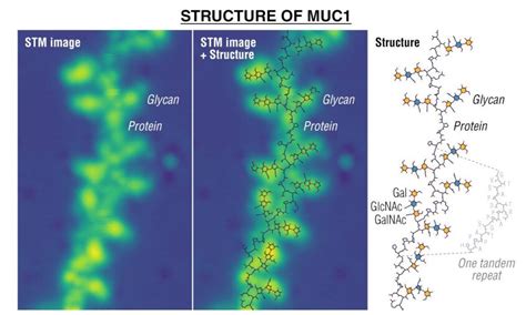 Single Protein Molecular Structure Single Protein Molecular Structure