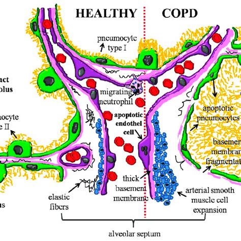 Pdf Molecular Characteristics And Treatment Of Endothelial