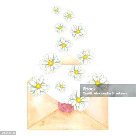 손으로 그린 수채화 편지 와 카모마일 꽃 와 백색 배경 고립된 통하고 있는 카드 스크랩북 및 기타 인쇄물에 사용할 수 있습니다