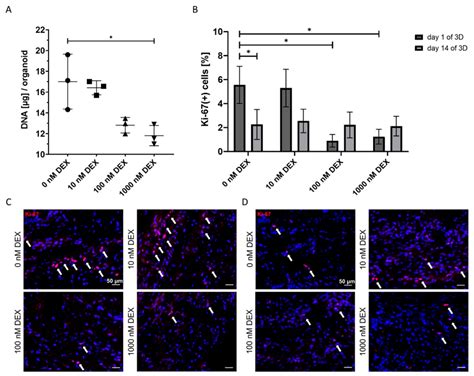 Analyses Of Organoid Dna Content And Incidence Of Proliferative Cells Download Scientific