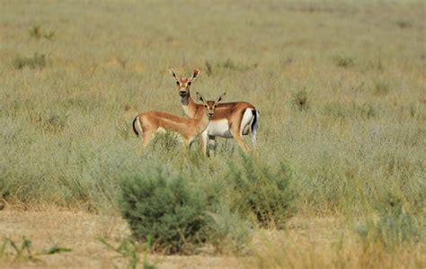 კასრისწყალის საჯარო სკოლა კასრისწყალის საჯარო სკოლა
