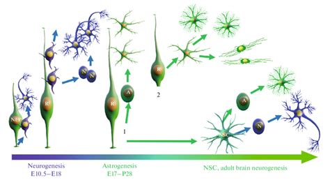 Diagram Of The Main Stages Of Neurogenesis Neurons Arise From The
