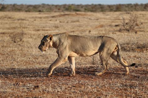 Why Are Tsavos Male Lions Maneless Tsavo Trust
