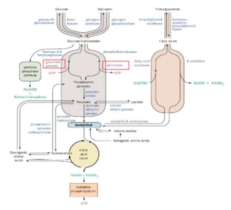 Metabolism Part 2 Flashcards Quizlet