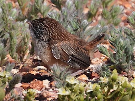 Striated Grasswren Amytornis Striatus