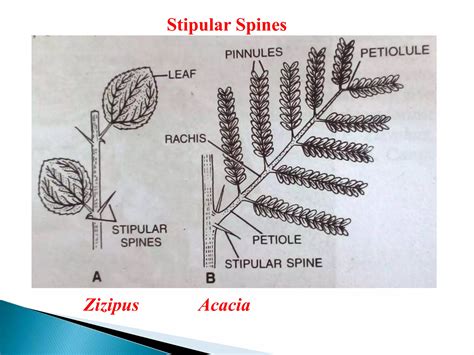 Leaf Structure Adaptations Development Pptx