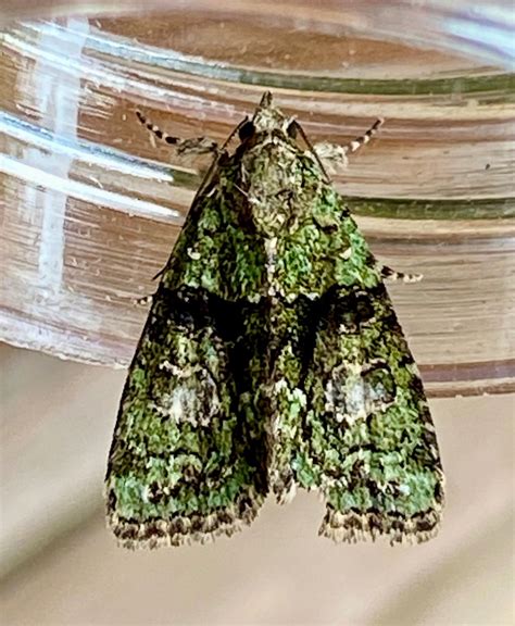 Tree Lichen Beauty Naturespot