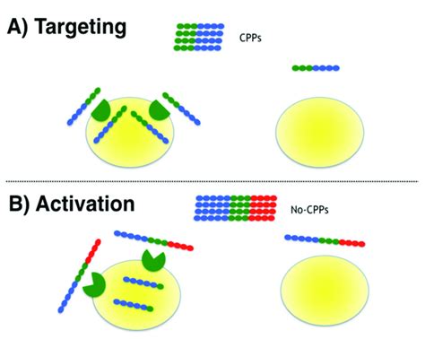 Strategies To Provide Selectivity To CPPs Two Strategies Were Tested Download Scientific
