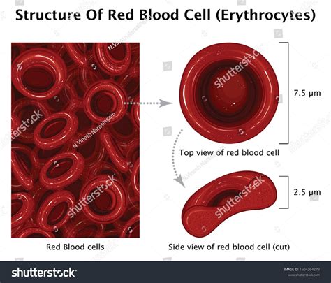 Anatomy Of A Red Blood Cell