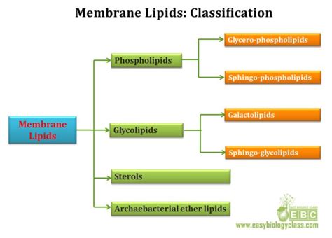Plasma Membrane Lipids A Comprehensive Guide