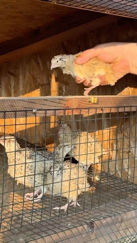 Saguleti Natural Farm ნატურალური ყველი ყოველთვის უნიკალურია თითოეული თავი ხელით არის