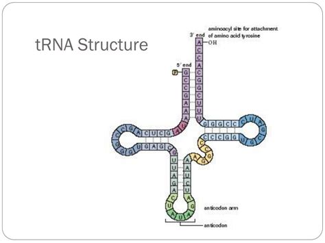 Ppt Understanding Gene Expression From Dna To Protein Synthesis