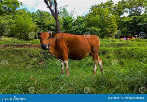 The Bali Cattle And X28 Bos Javanicus Domesticusand X29 Have A Hump A White Rump Patch Stockings