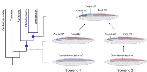 Figure 4 From The Molecular Basis Of Neural Crest Axial Identity