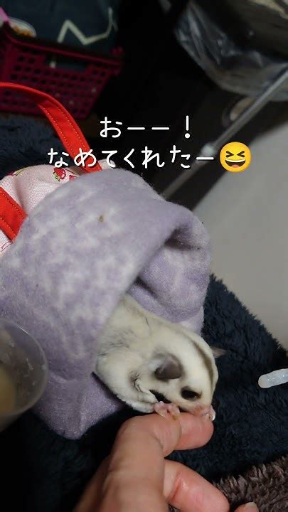 思い出の初ミルク🍼 フクロモモンガ 癒し 可愛い フクロモモンガプラチナ ペット Sugarglider ミルク フクロモモンガのしろくまちゃん Youtube