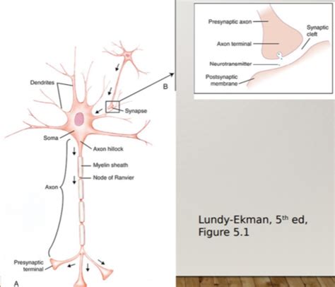 Neuroscience Week 2 Neuroplasticity Development Of Nervous System