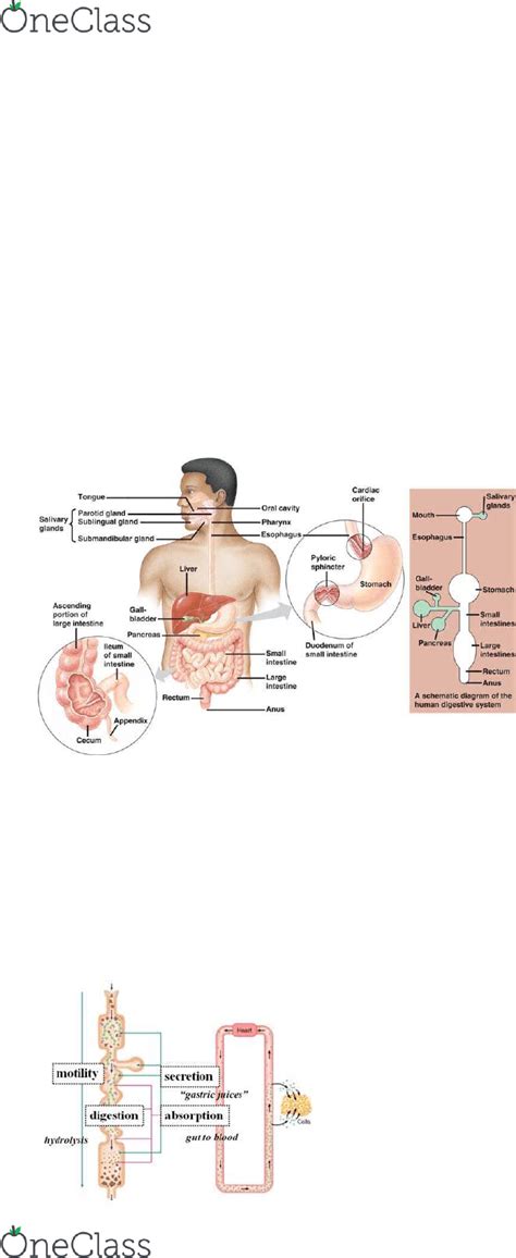 Schematic Diagram Of Digestive System