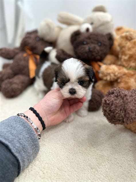 Bbs 애견분양 시츄분양 합니다