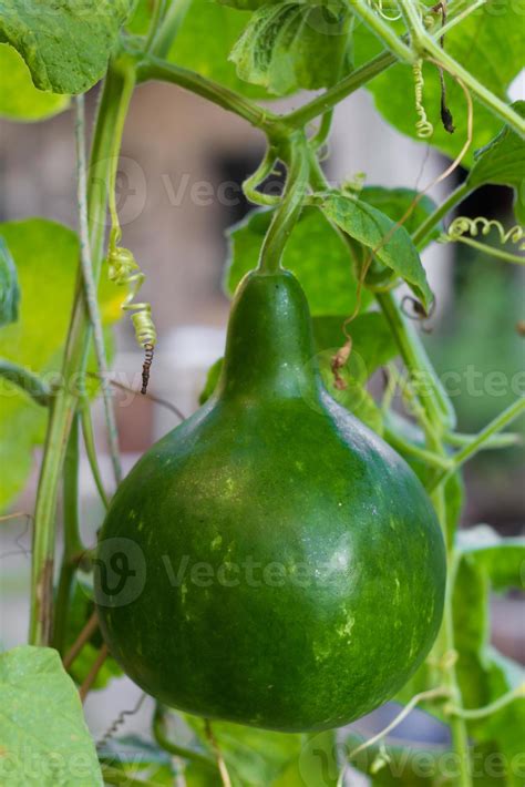 Lagenaria Planta Con Frutas Conocido Como Compañero Porongo En Sur