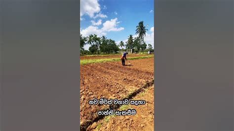 මිරිස් පැල සිටුවීම සදහා පාත්ති සකසා ගැනීම Beds Preparation For Chilli Cultivation🍃🌱🍃🌱🍃🌱🍃 Youtube