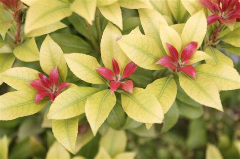 Premium Photo Colorful Leaves