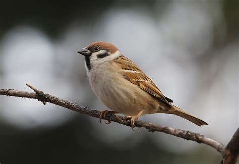 Eurasian Tree Sparrow Birdforum