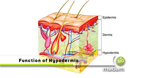 Function Of Hypodermis Biomadam
