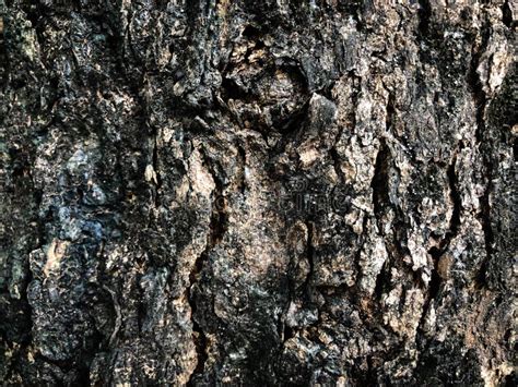 Old Antique Wooden Tree Texture Picture Background With Brown Shadow Stock Image Image Of Line