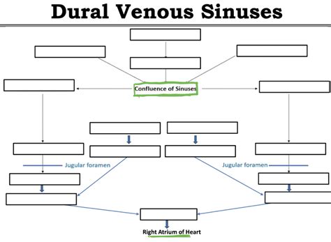 Dural Venous Sinuses Chart Diagram Quizlet